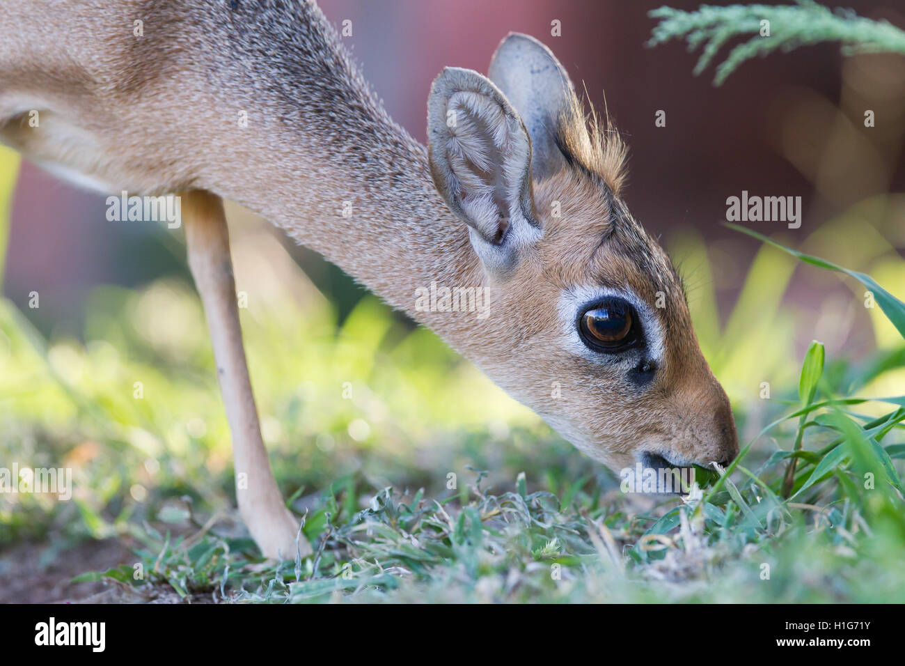 Kirk Dik-dik (Madoqua kirkii Stock Photo - Alamy