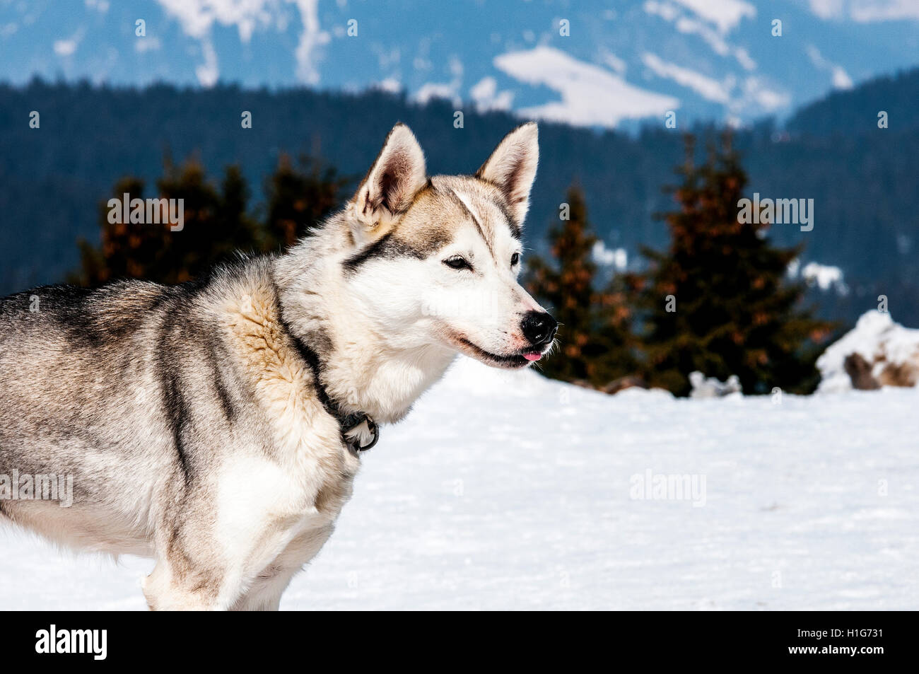 Siberian Husky in the snow Stock Photo - Alamy