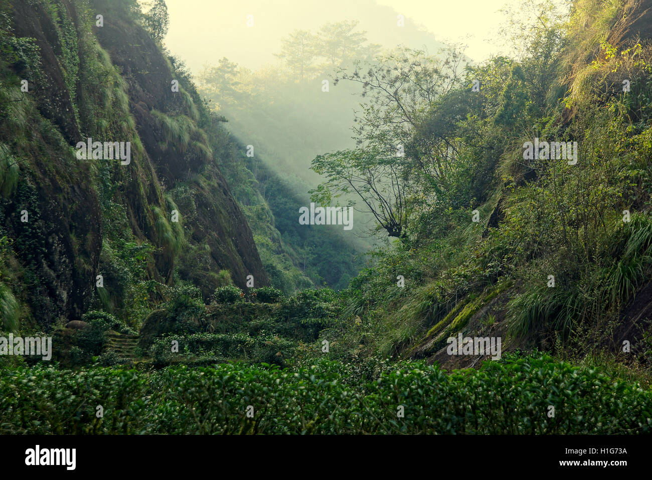 Fujian province tea plantation hi-res stock photography and images - Alamy