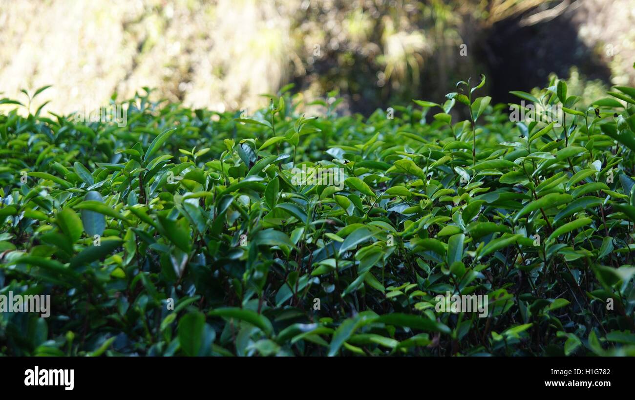 Fujian province tea plantation hi-res stock photography and images - Alamy