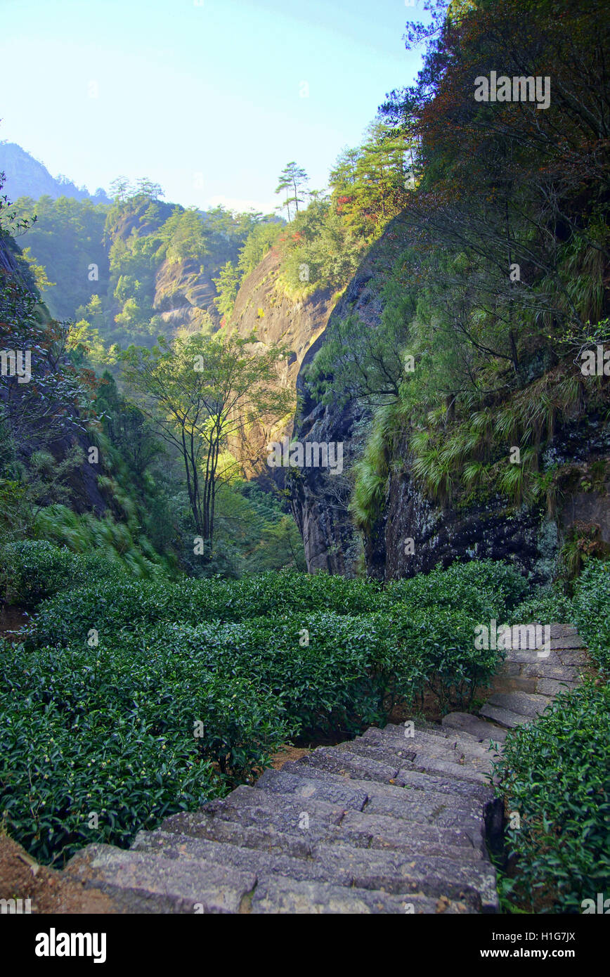 Fujian province tea plantation hi-res stock photography and images - Alamy