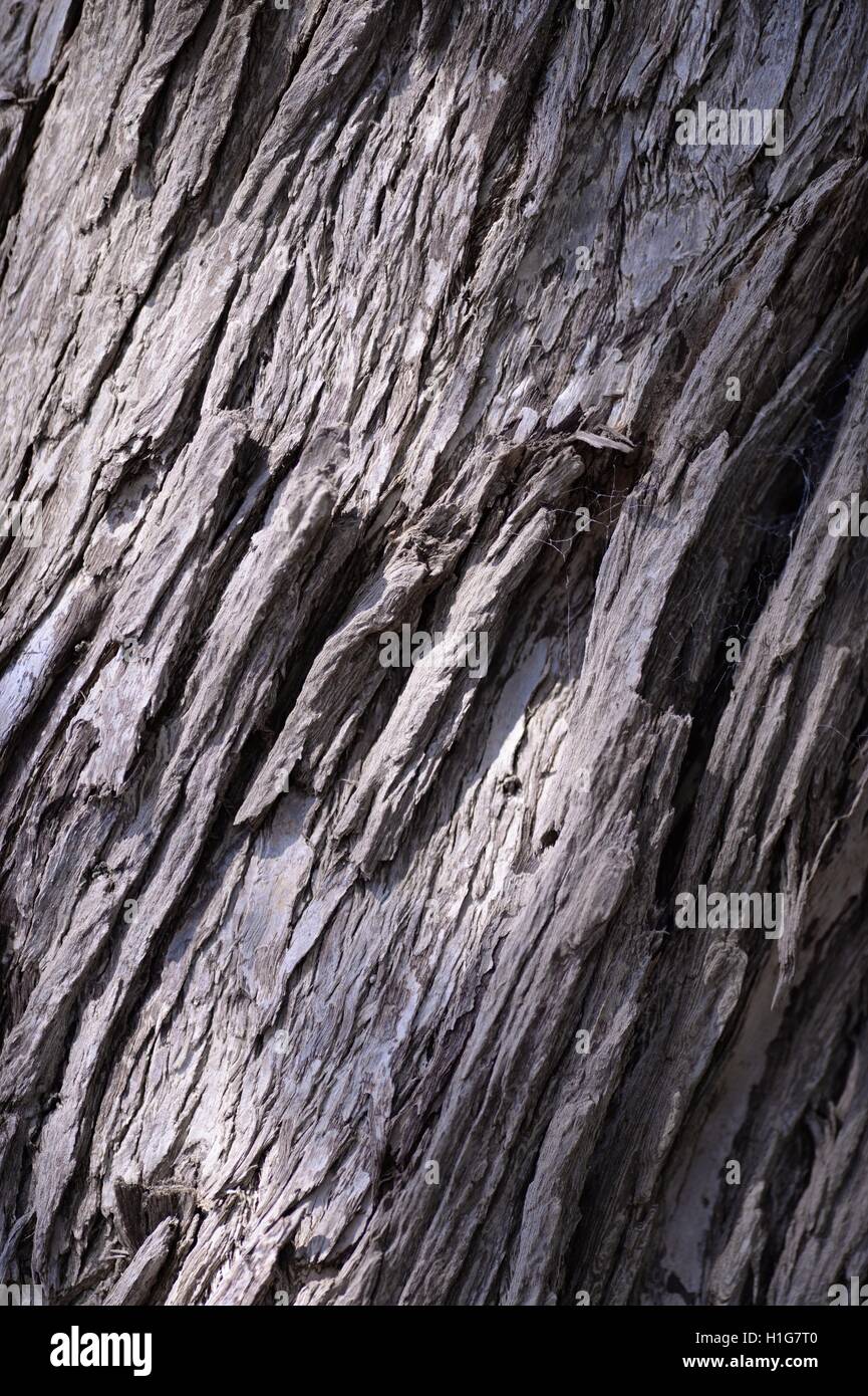 Australian gum tree detail bark hi-res stock photography and images - Alamy