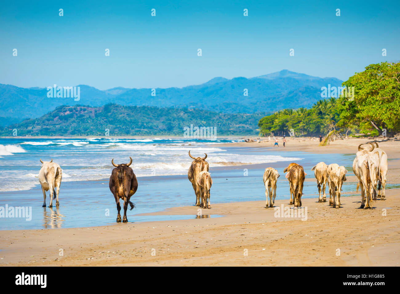 Cows on a Beach Stock Photo - Alamy