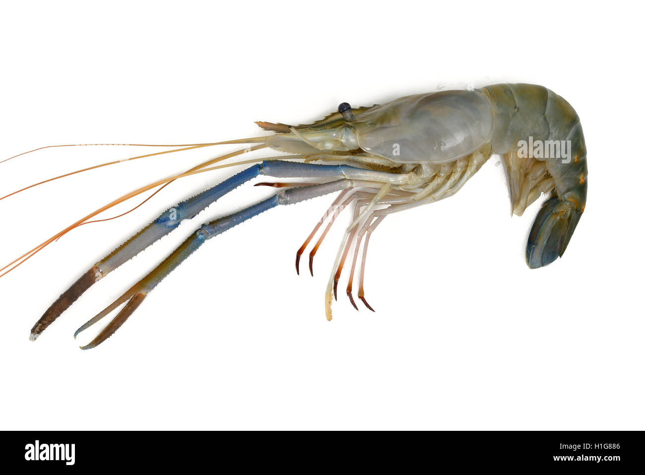 Shrimp mustache hi-res stock photography and images - Alamy