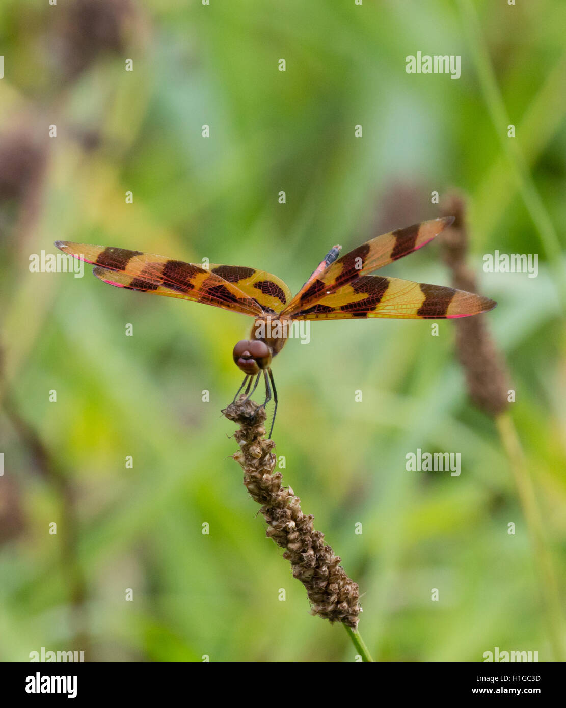 Celithemis eponina hi-res stock photography and images - Alamy