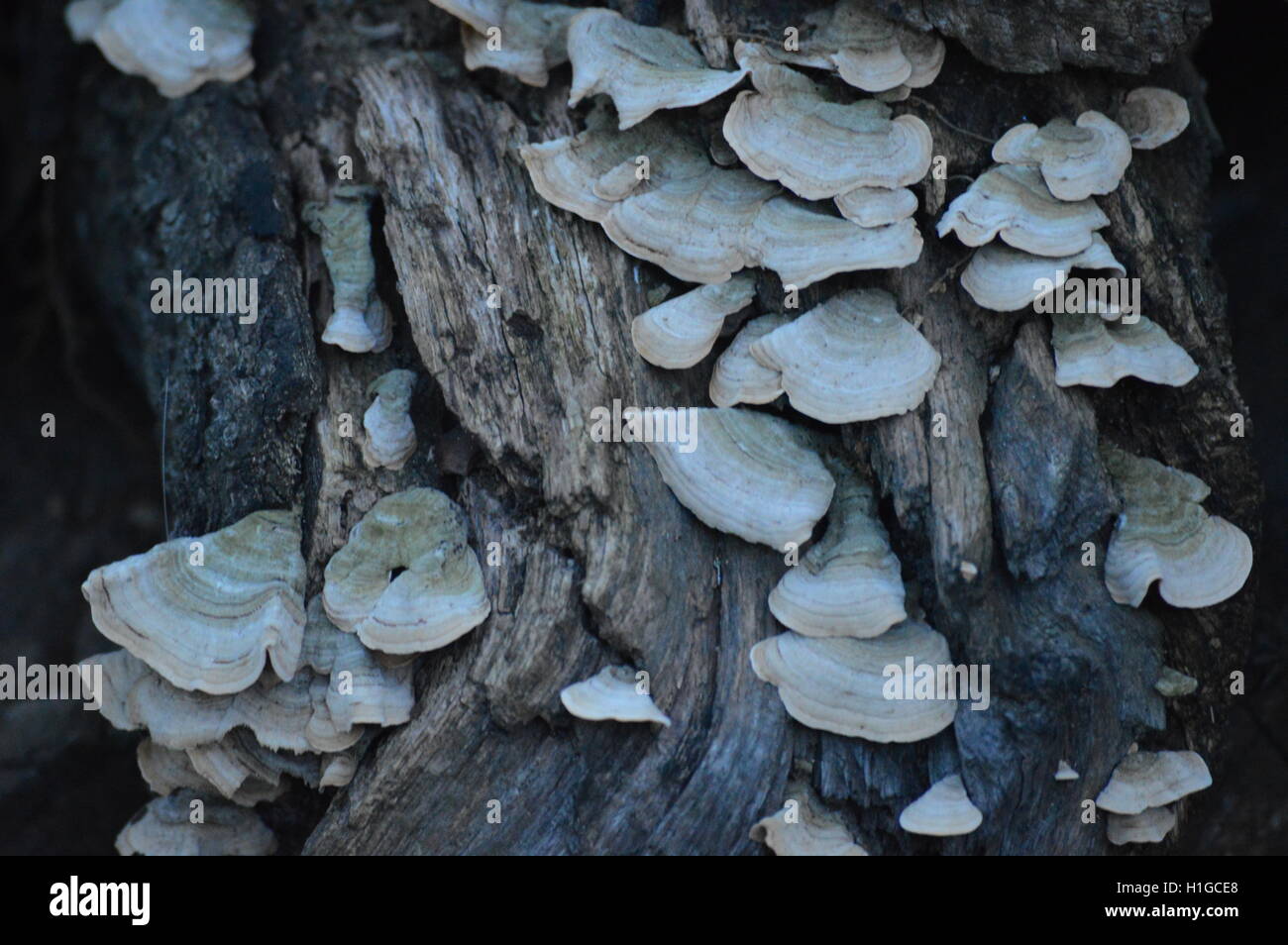 Wild mushrooms growing on tree bark Stock Photo - Alamy