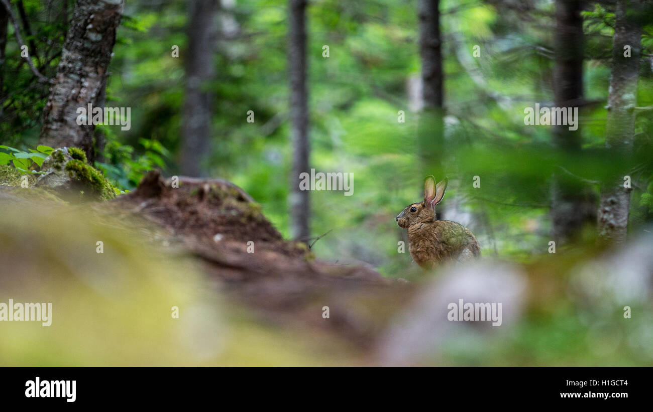 Profile of a snowshoe hare on a forest trail Stock Photo - Alamy