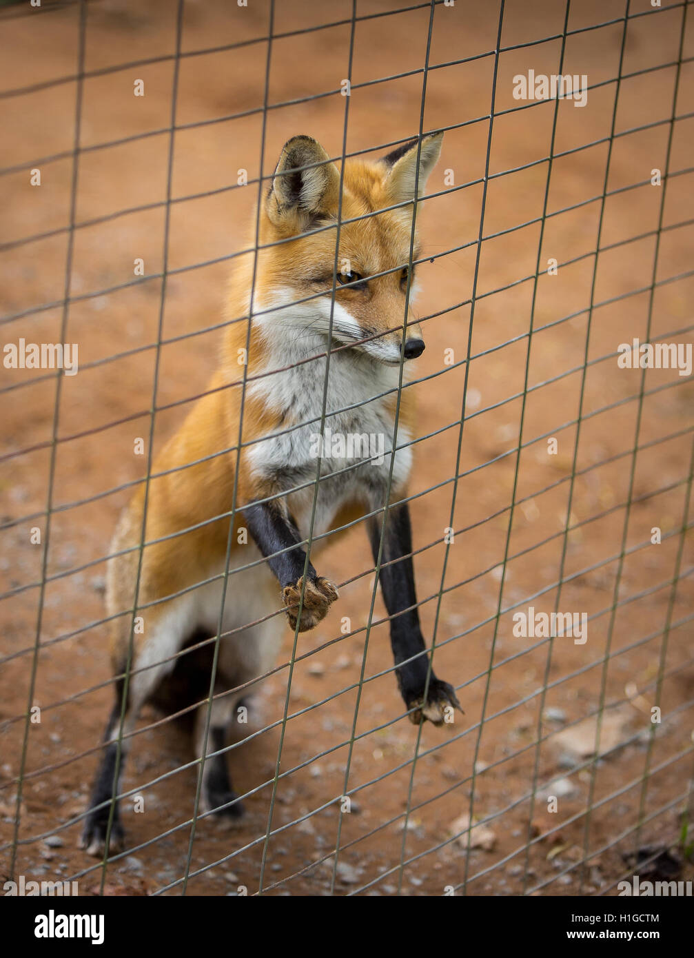 North American fox looking through wire fence at wildlife park Stock ...