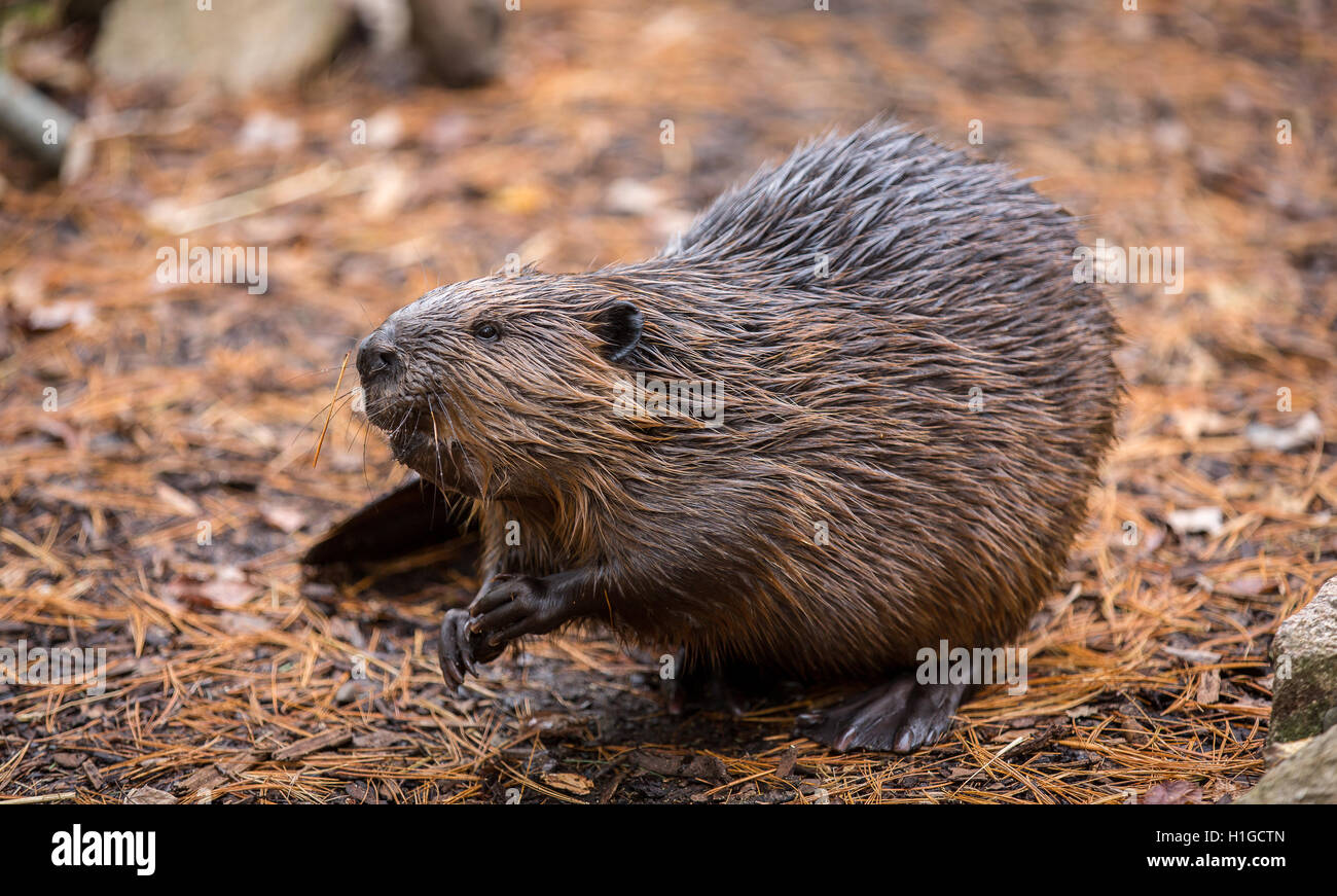 A beaver standing on hind legs hi-res stock photography and images - Alamy