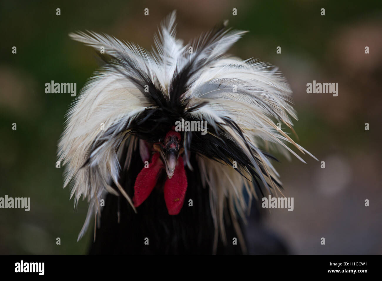 Polish chicken hi-res stock photography and images - Alamy