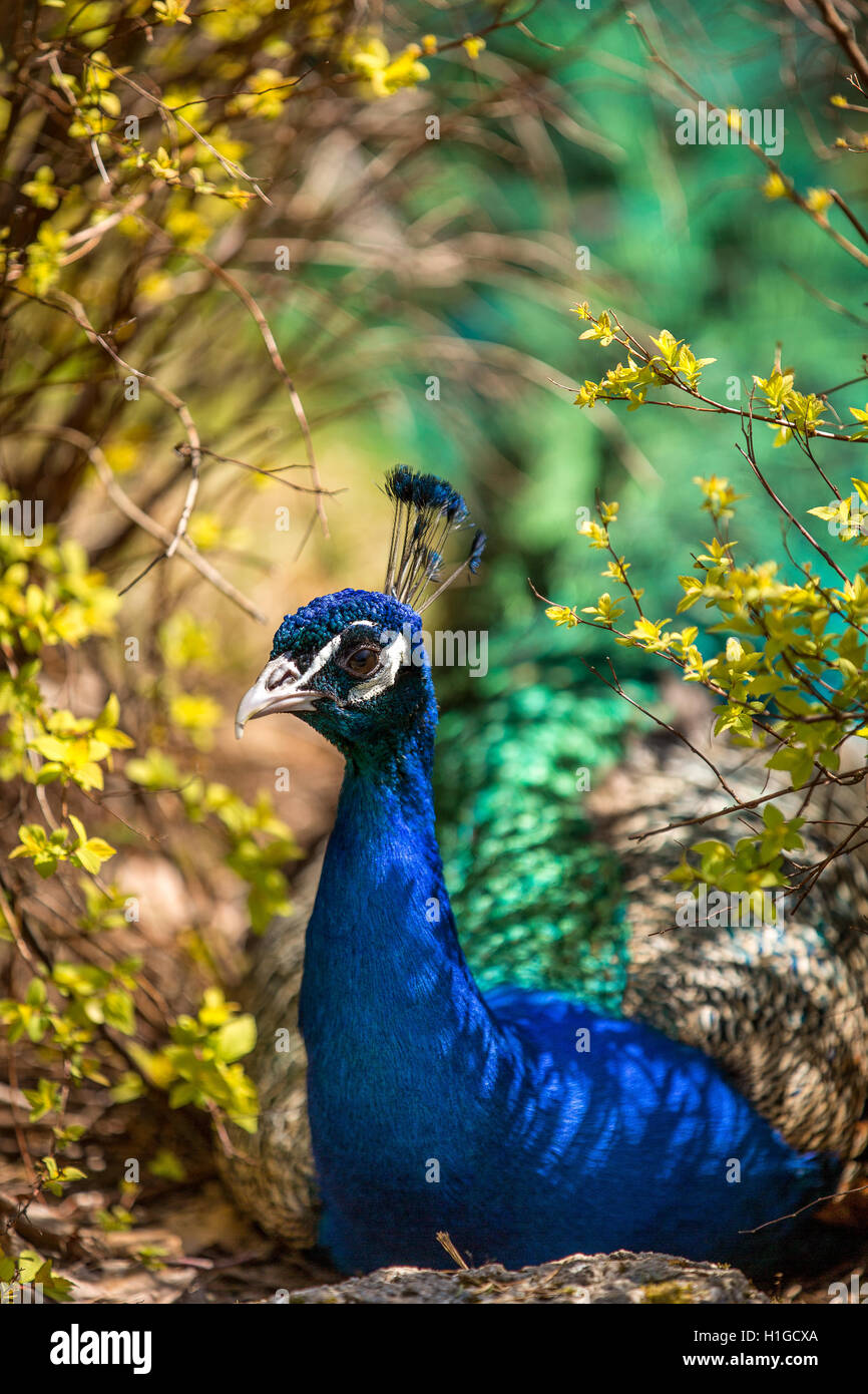 Peafowl at a wildlife park takes a break in the shade of bushes and ...