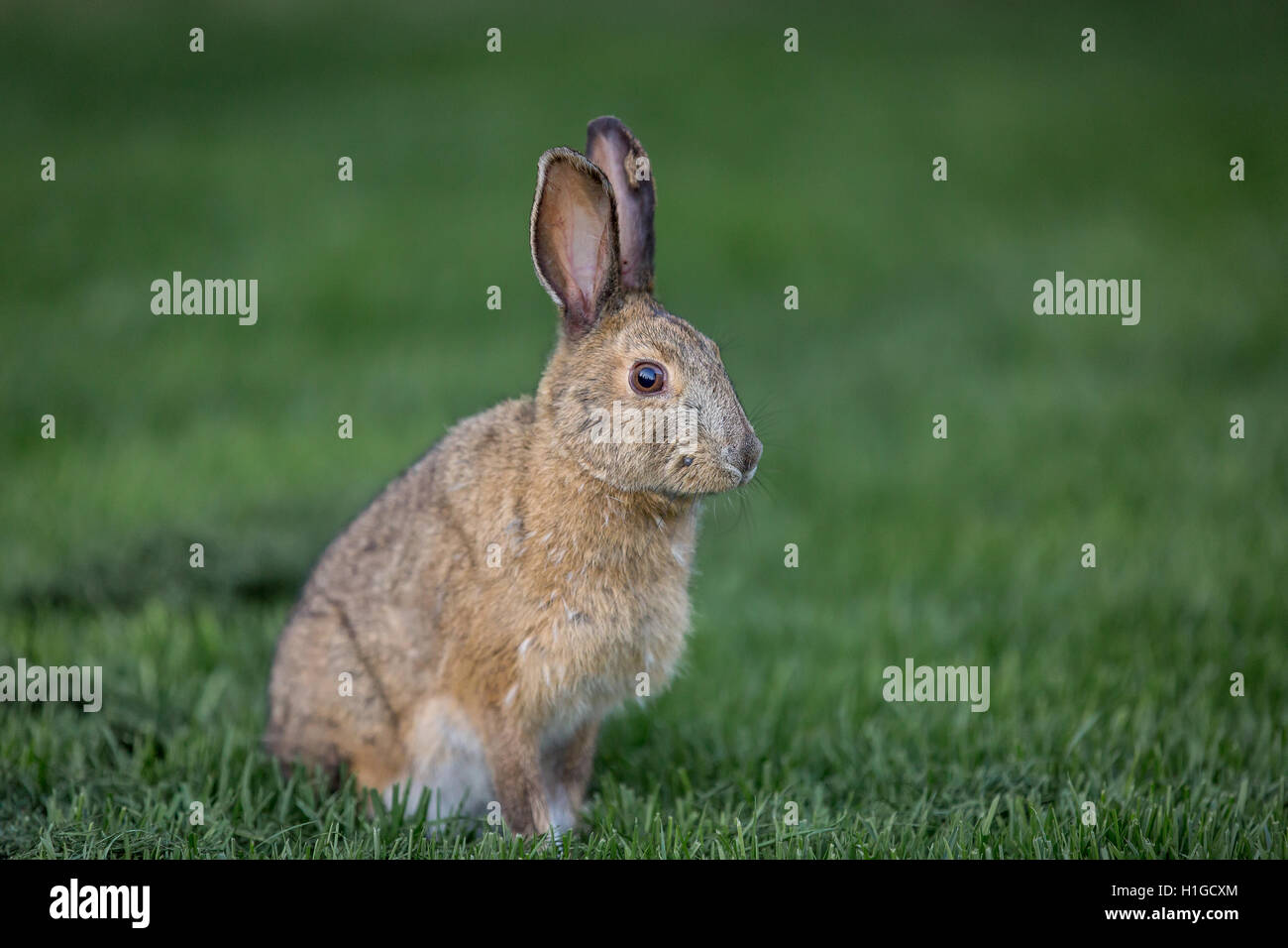 Snowshoe hare summer hi-res stock photography and images - Alamy