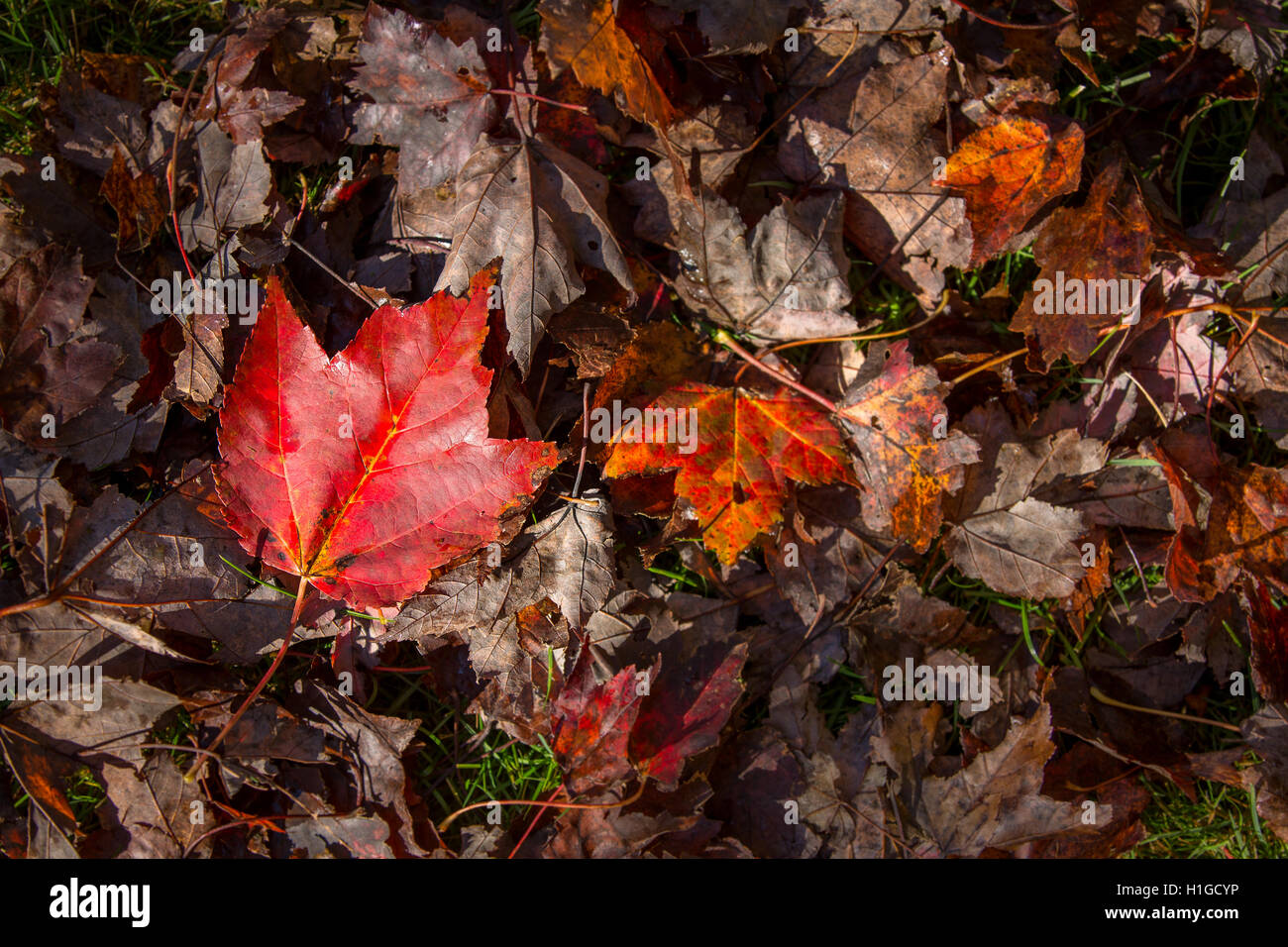 One red maple leaf on the forest floor, surrounded by other fallen ...