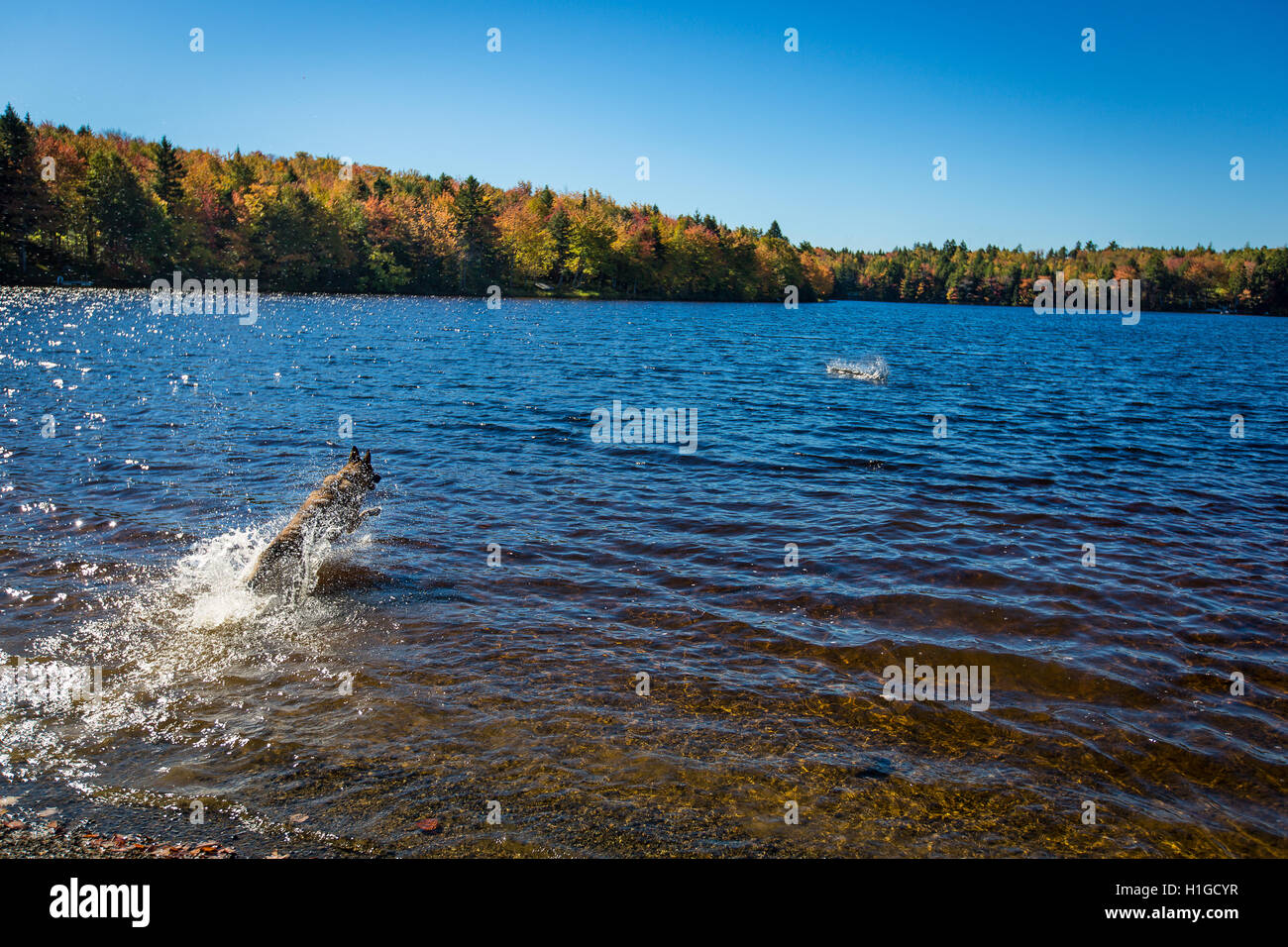 German Shepherd dog chasing after a stick and diving into the lake ...