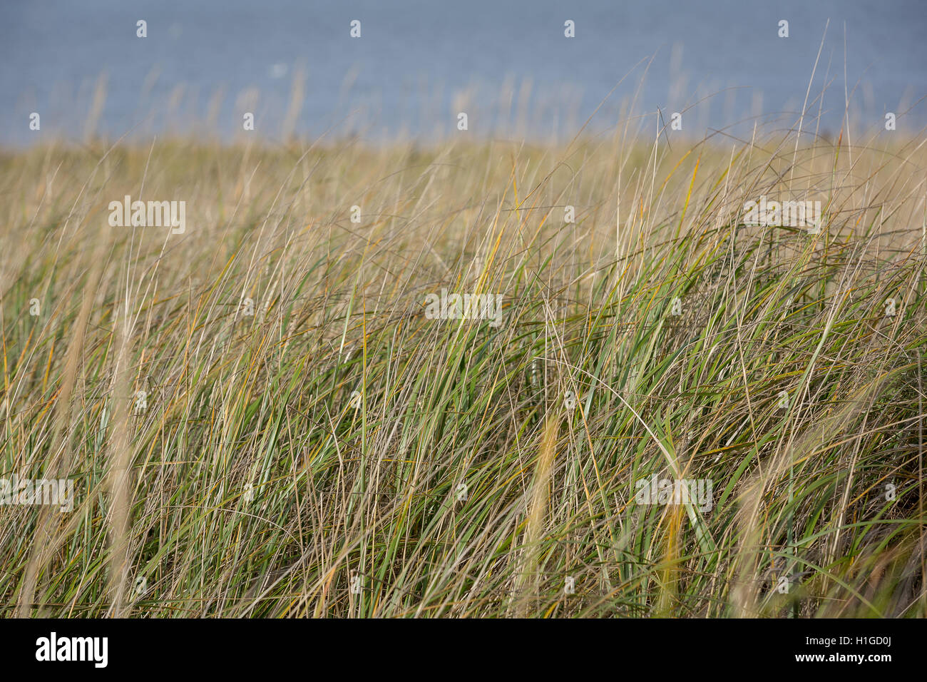 Beach grass along the Atlantic Ocean Stock Photo - Alamy