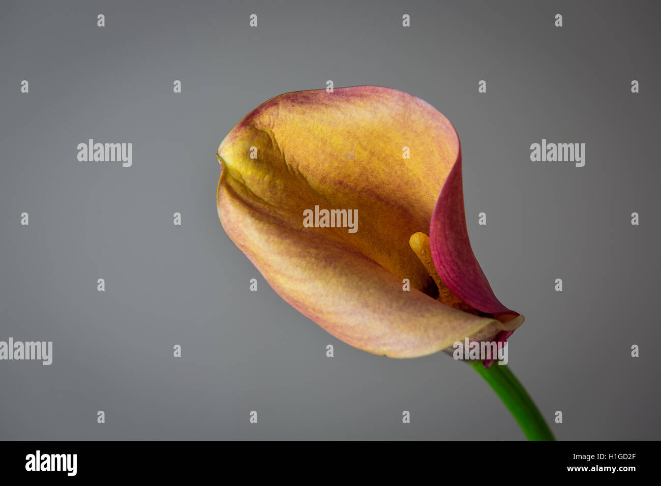 Closeup of delicate ping and orange flower against neutral background ...
