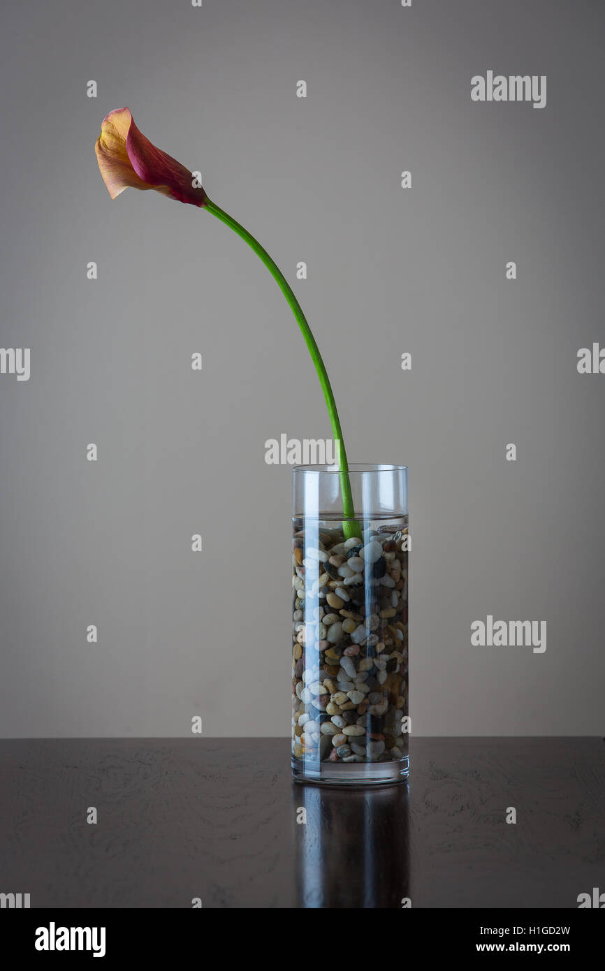 Vase reflection on wooden table with single flower Stock Photo - Alamy