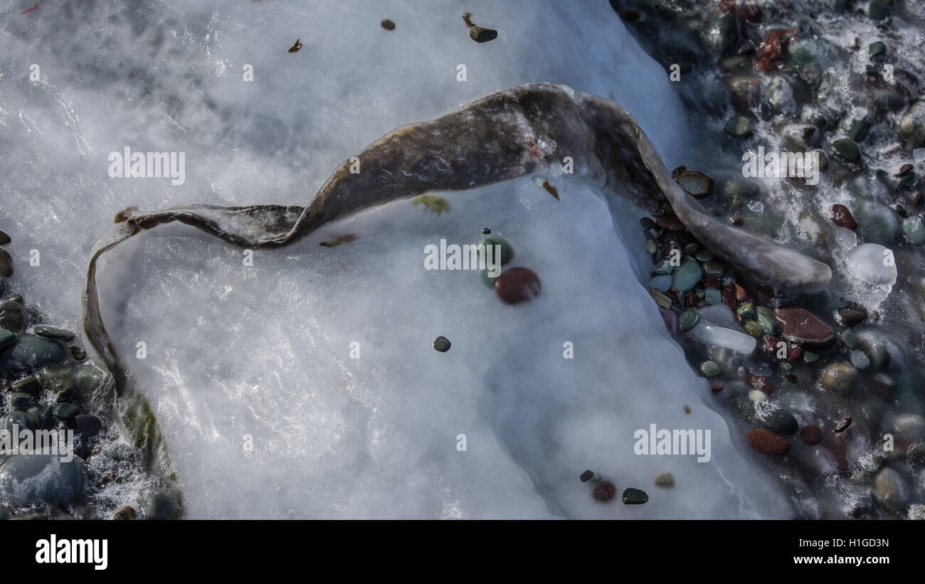 Seaweed on ice hi-res stock photography and images - Alamy