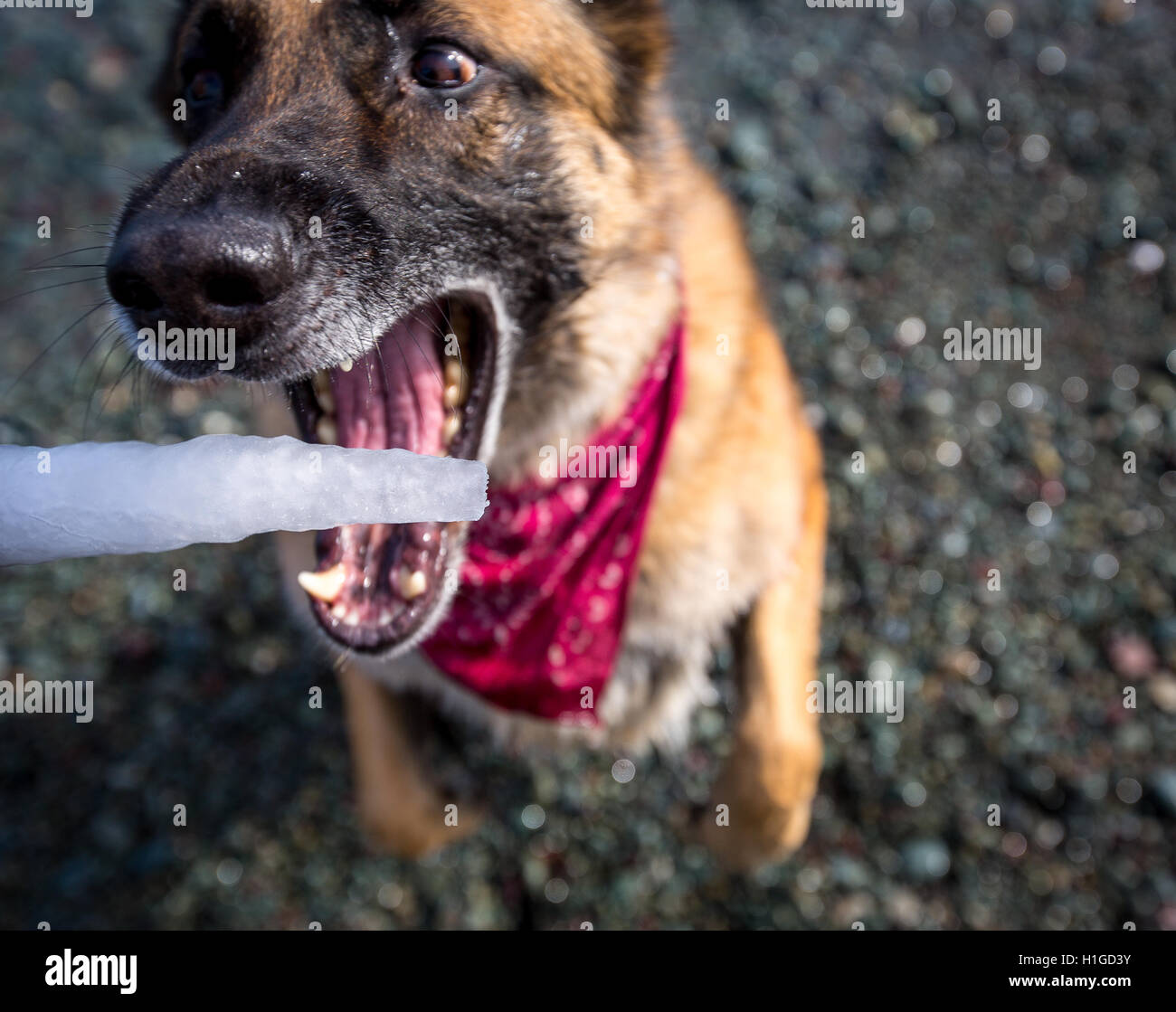 German Shepherd Dog playing and grabbing ice with mouth Stock Photo - Alamy