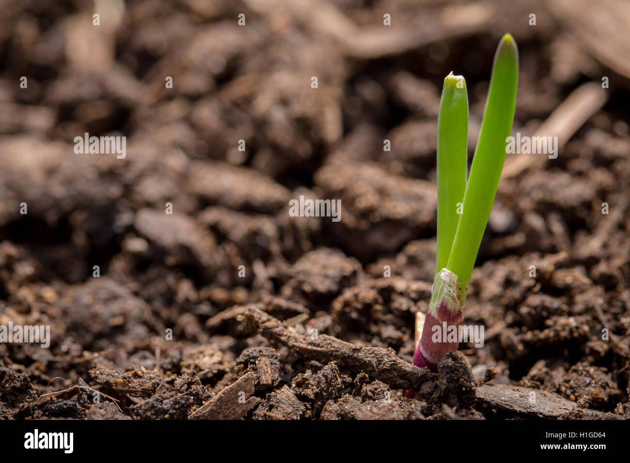 Sprouting red onion hi-res stock photography and images - Alamy