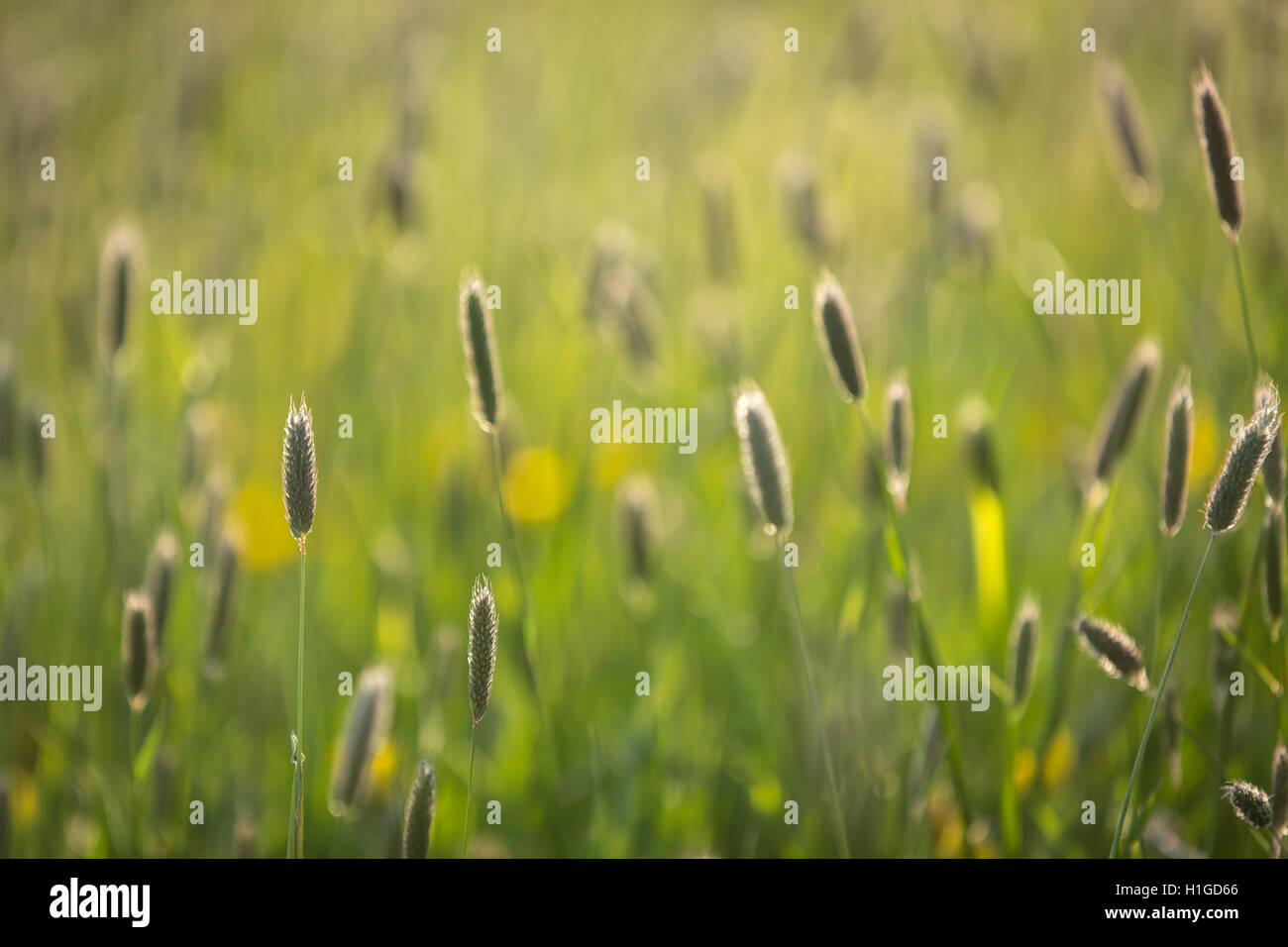 Still shot shallow depth field hi-res stock photography and images - Alamy