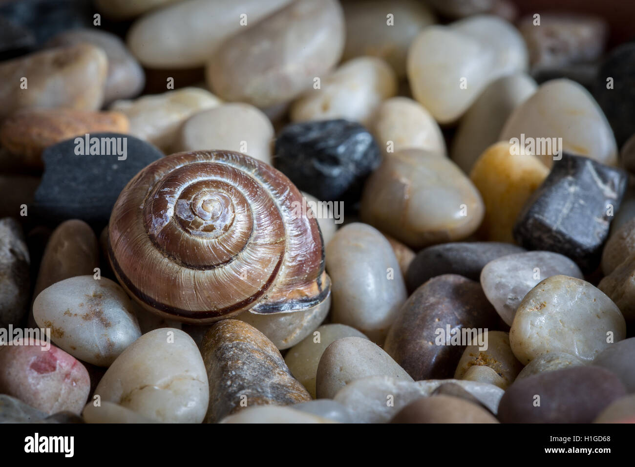 Long spiral shell hi-res stock photography and images - Alamy