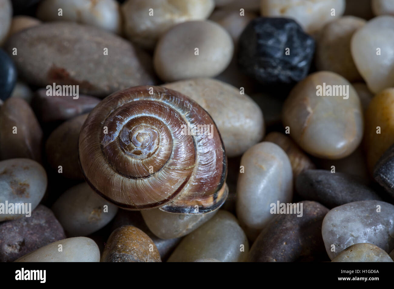 Macro shot of an old, weathered, snail shell, long abandoned. Parts of ...