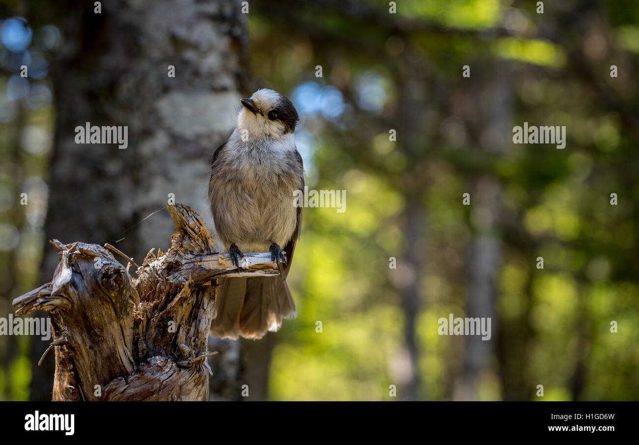 Small Grey Jay in forest setting resting on a small branch. Its head is ...
