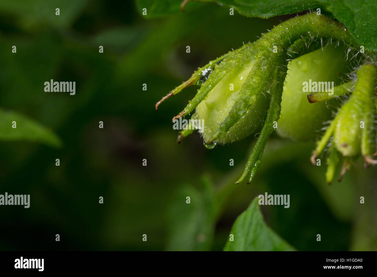 Green roma tomatoes ripening on vine in backyard garden Stock Photo - Alamy