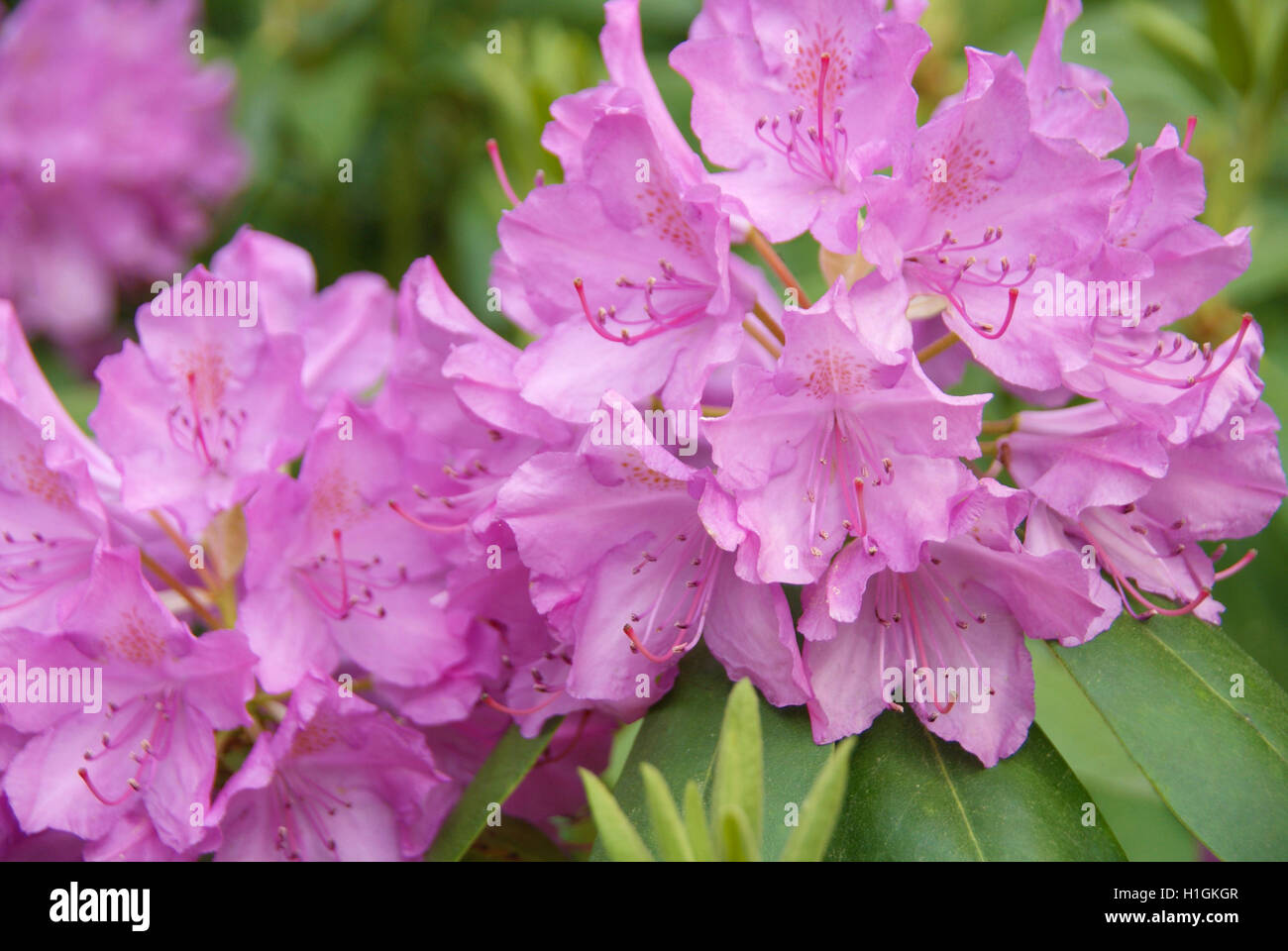 Lavender rhododendron hi-res stock photography and images - Alamy