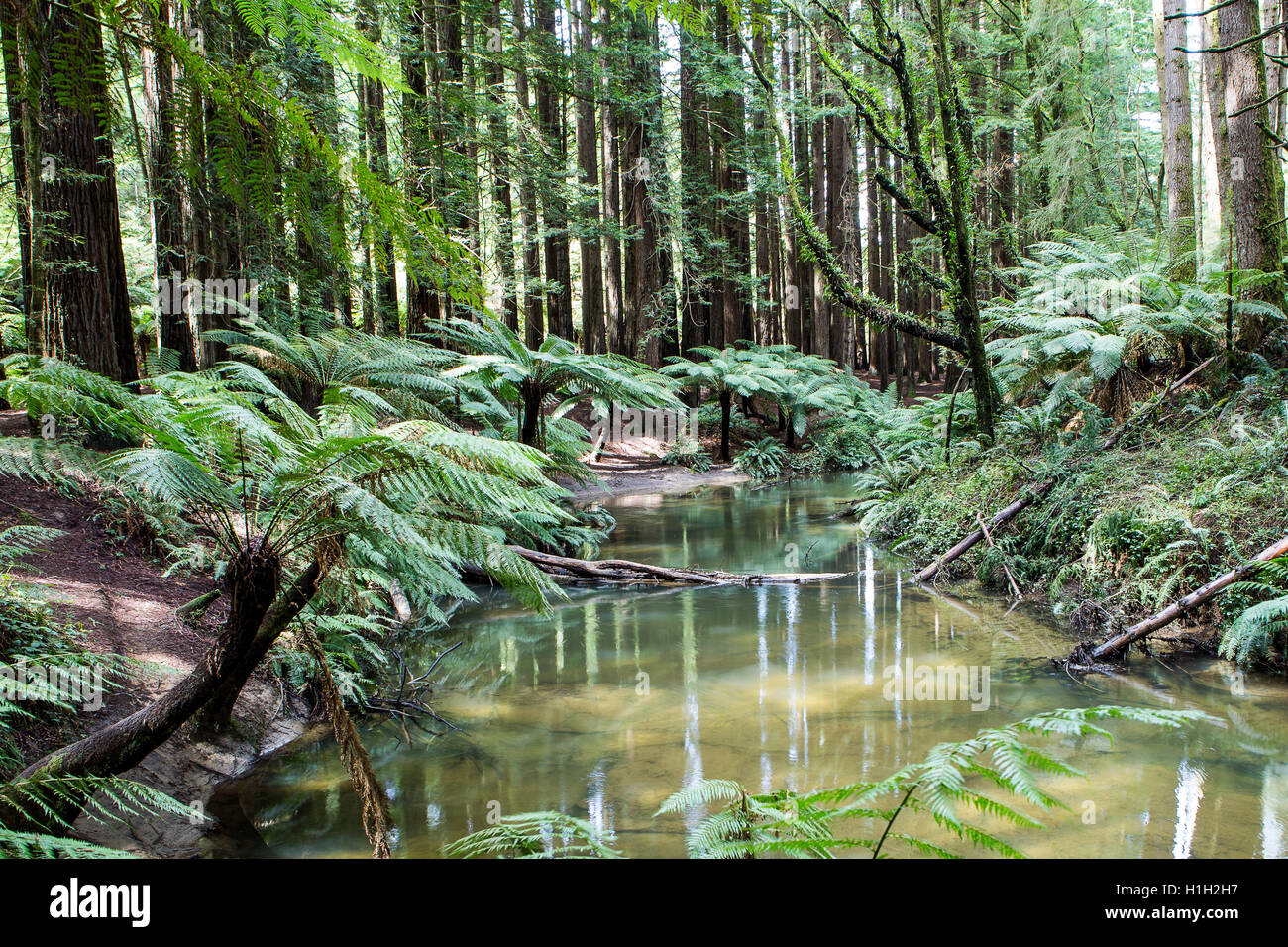 Water fern pond hi-res stock photography and images - Alamy