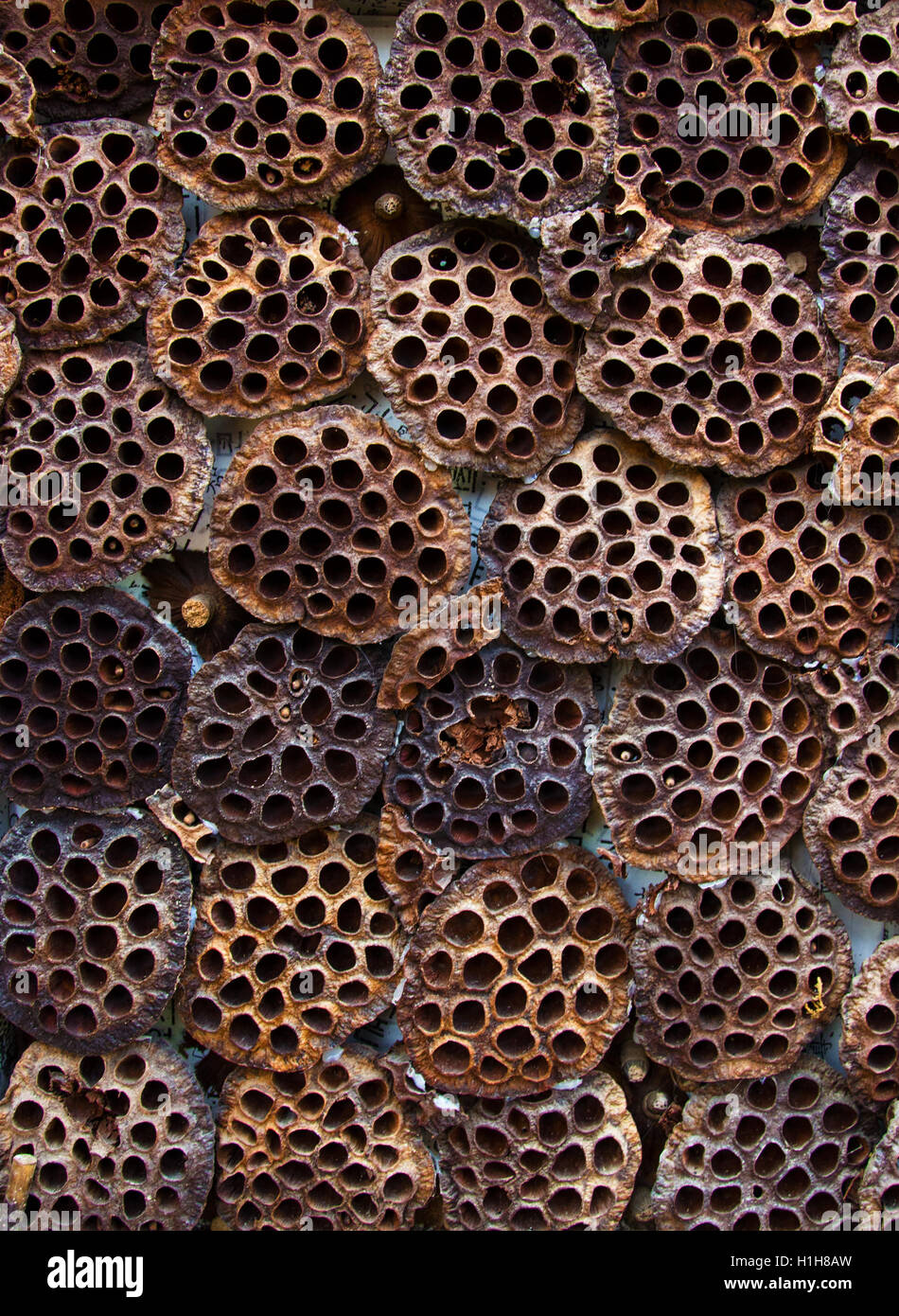 Dried lotus pods on a flat panel Stock Photo - Alamy