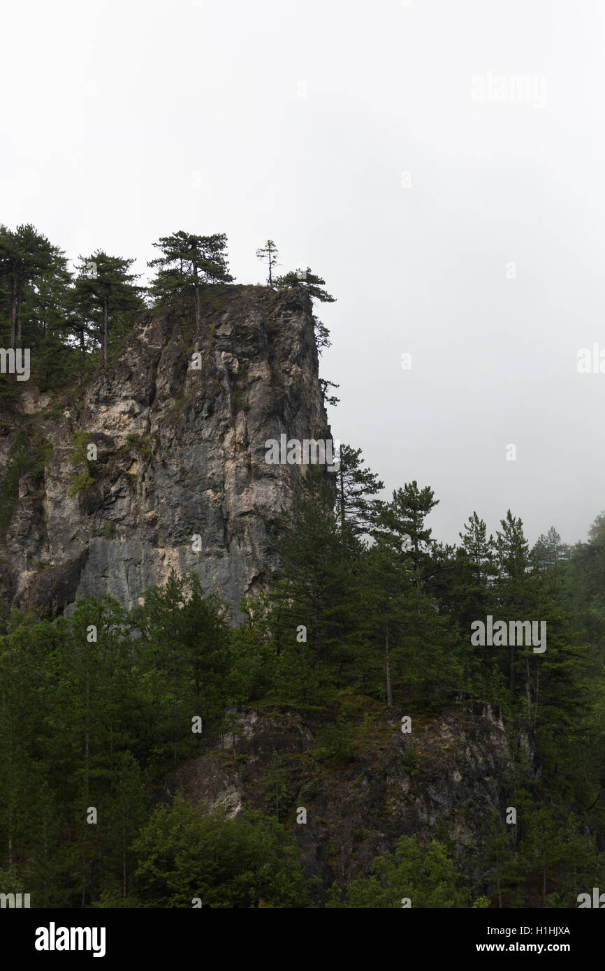 deep forest on mountain Stock Photo - Alamy