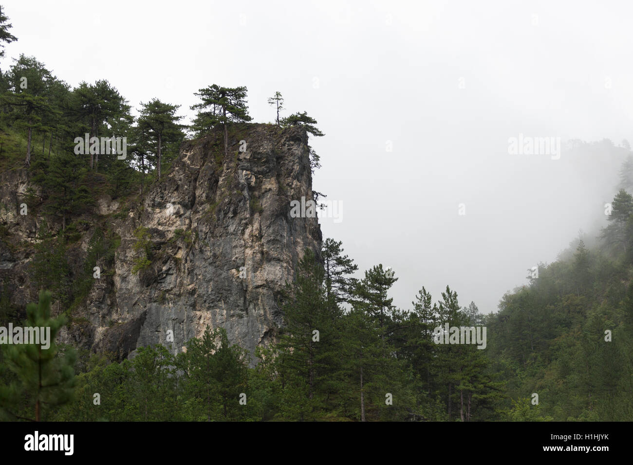 deep forest on mountain Stock Photo - Alamy