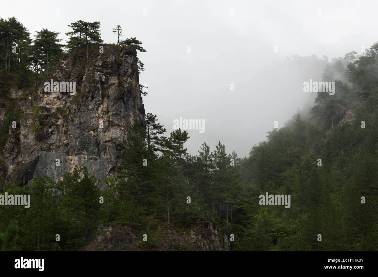 deep forest on mountain Stock Photo - Alamy