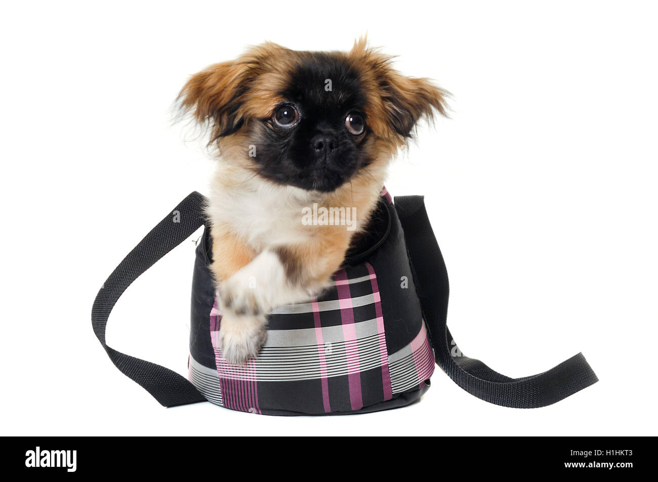 Puppy dog in bag Stock Photo - Alamy