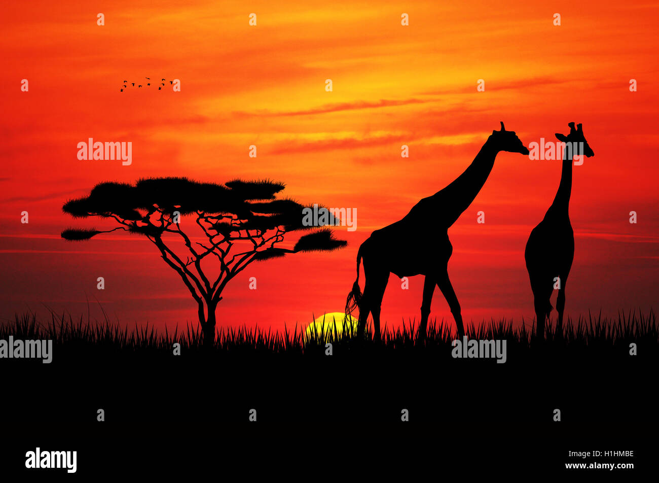 Giraffe at sunset Stock Photo - Alamy