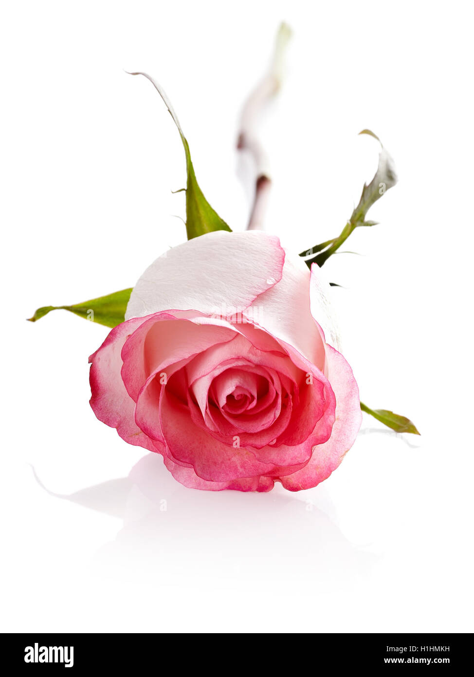 Emotions flower plant rose Cut Out Stock Images & Pictures - Alamy