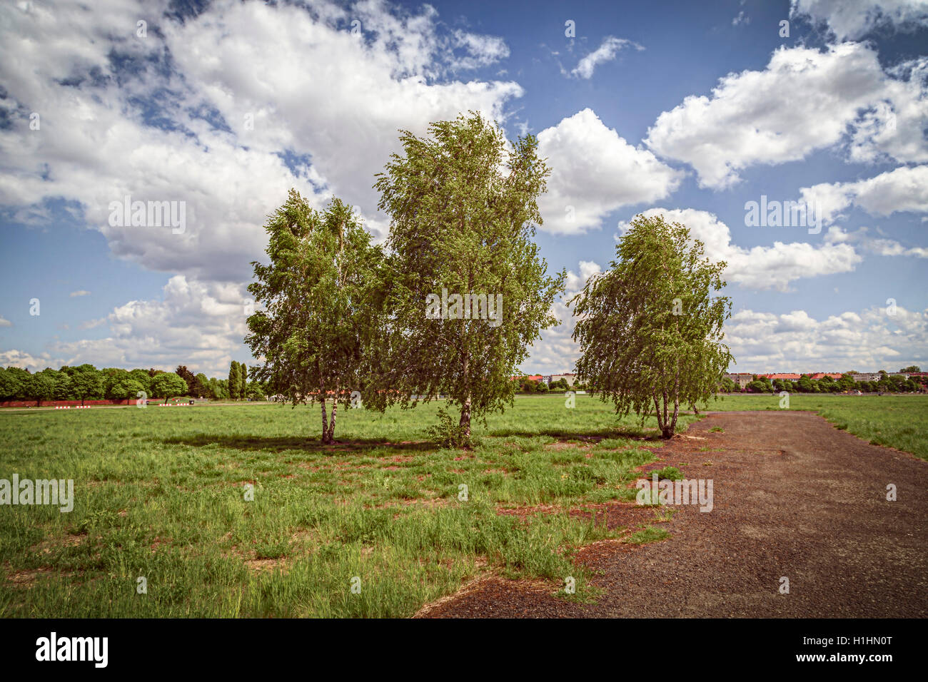 three birch trees at the Tempelhofer Feld, Berlin Germany Stock Photo ...