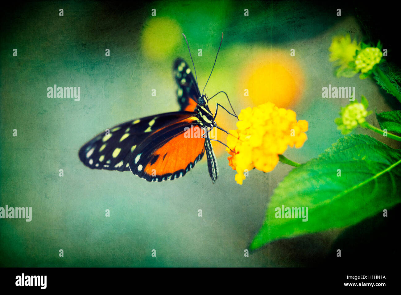 Striking monarch butterfly hi-res stock photography and images - Alamy