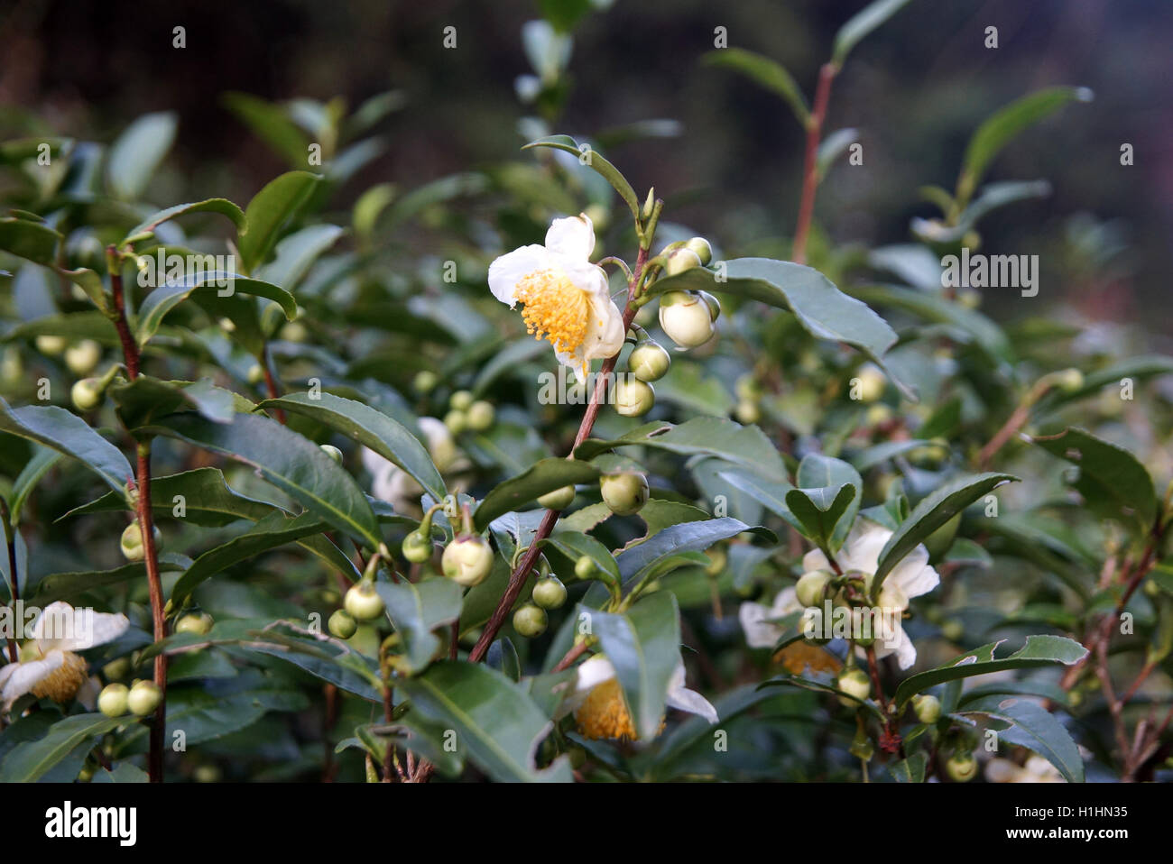 Fujian province tea plantation hi-res stock photography and images - Alamy
