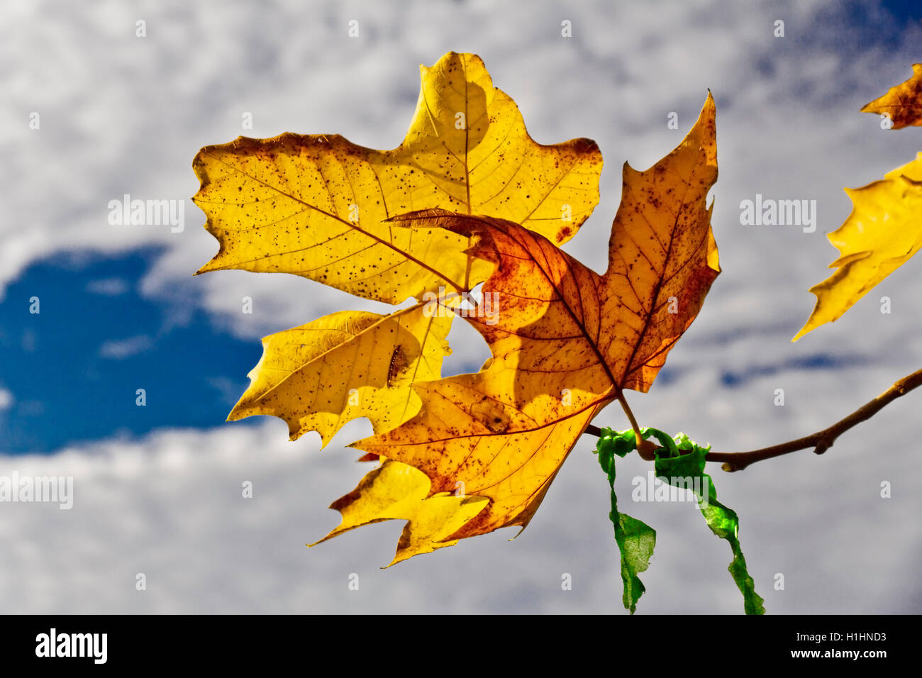 Listel hi-res stock photography and images - Alamy