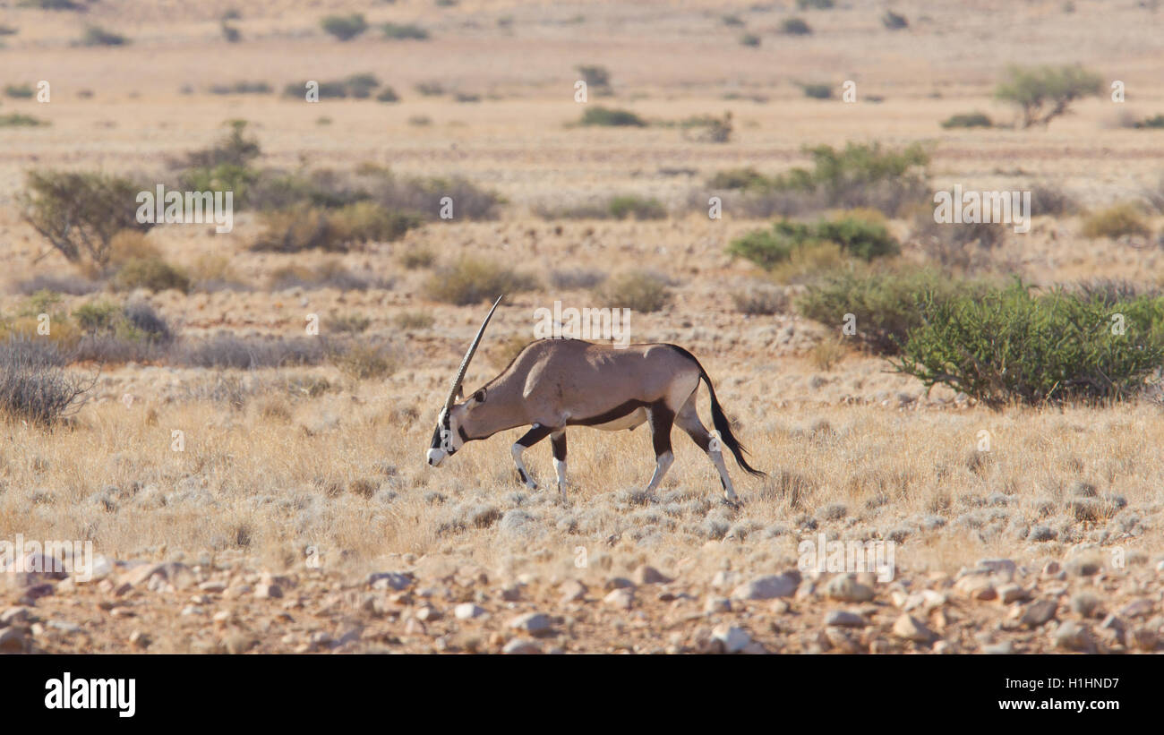 Gemsbok antelope (Oryx gazella Stock Photo - Alamy