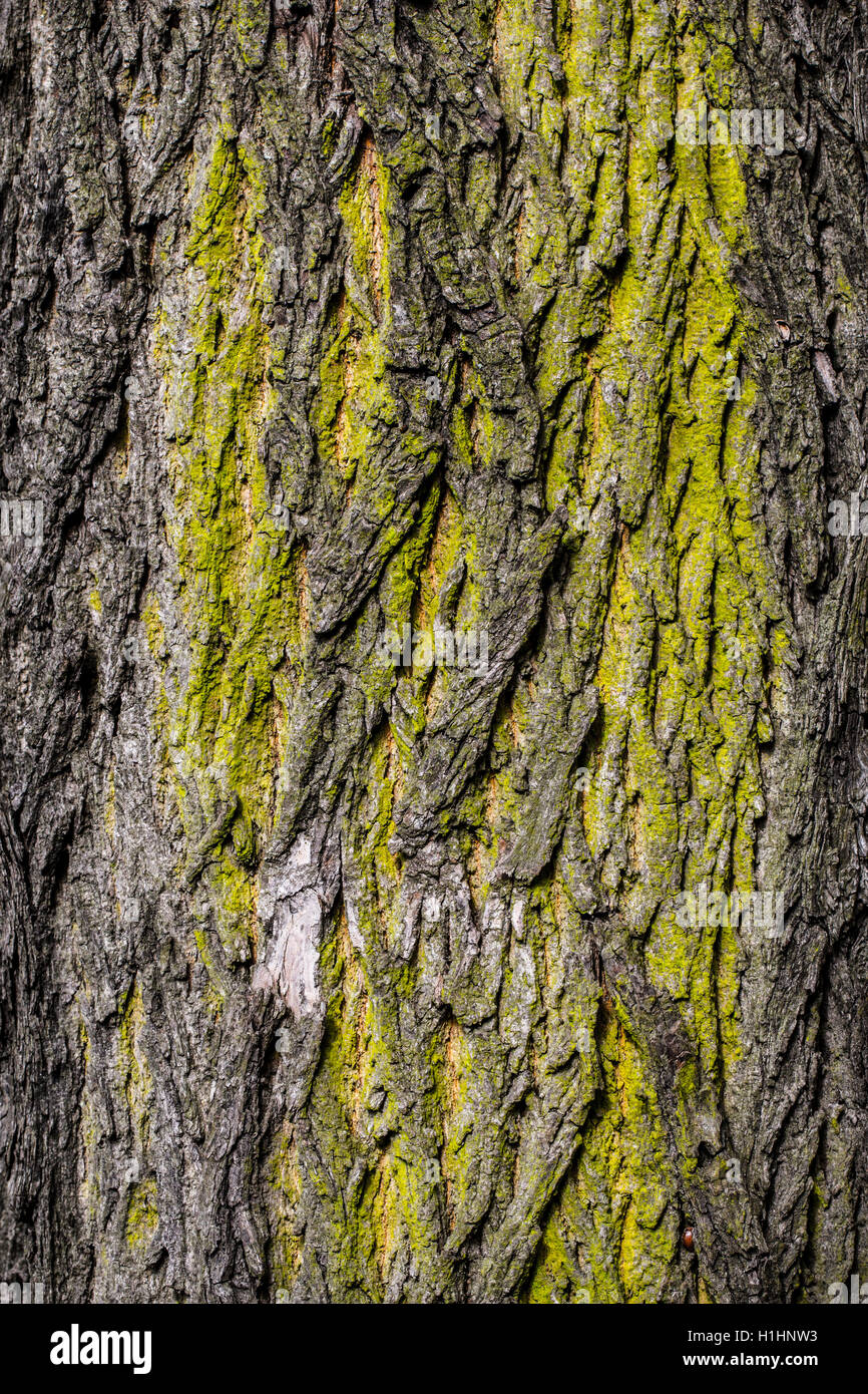closeup of old bark background Stock Photo - Alamy