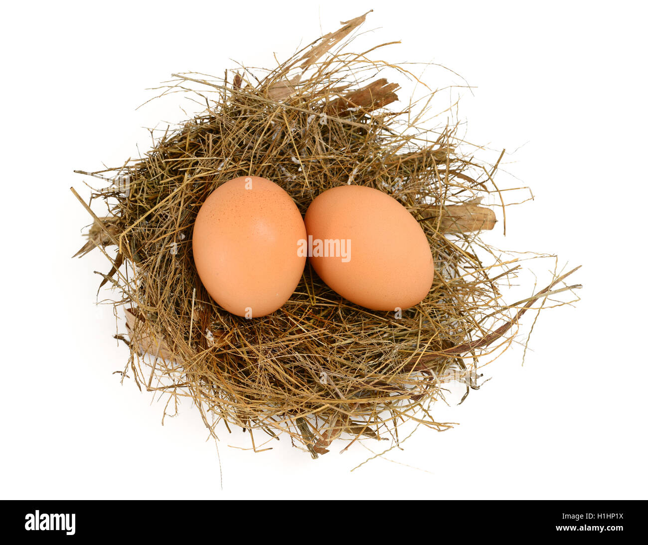 Egg in a Nest Stock Photo - Alamy