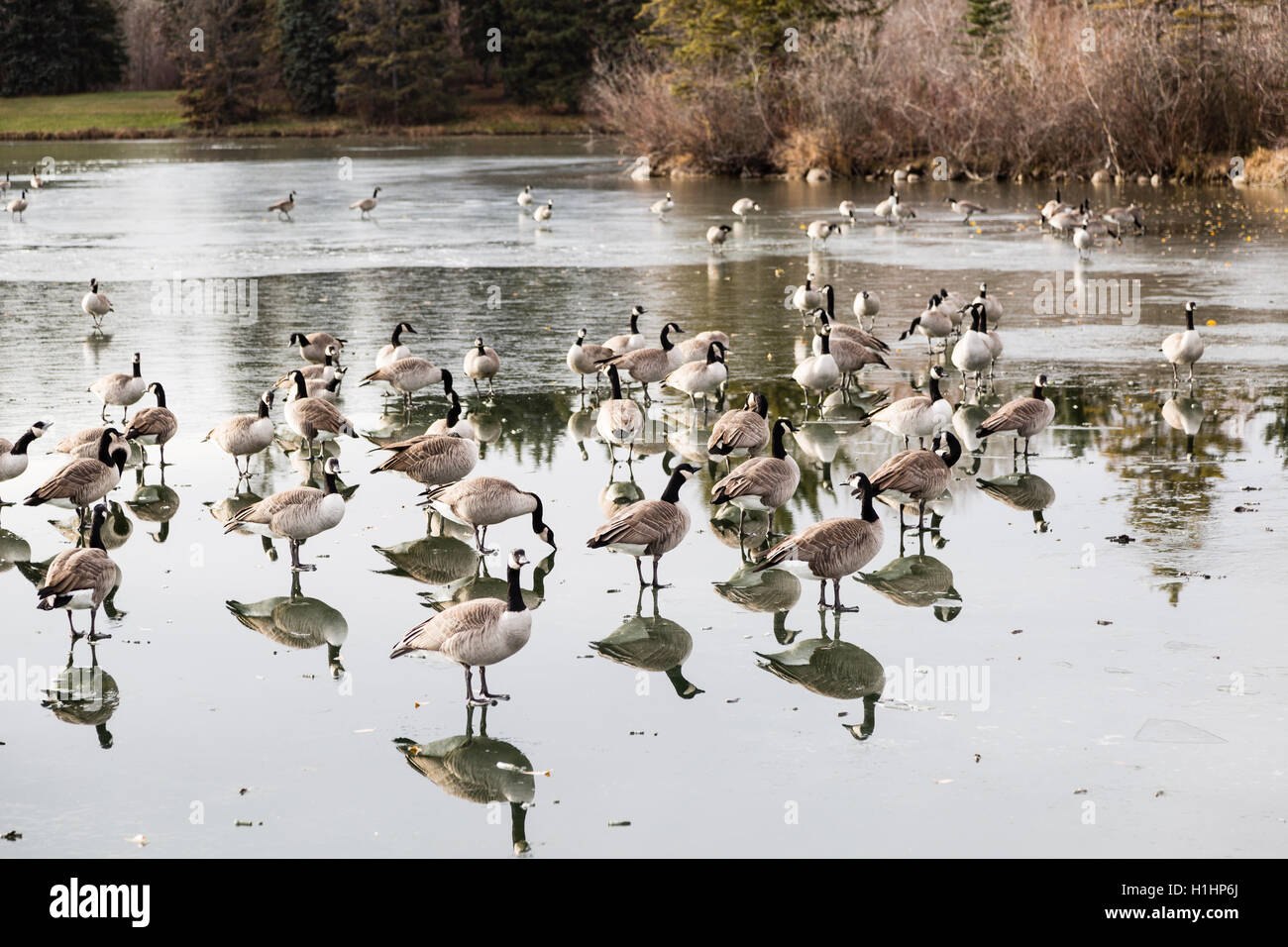 Canadian geese rest on frozen lake during their migration south in ...