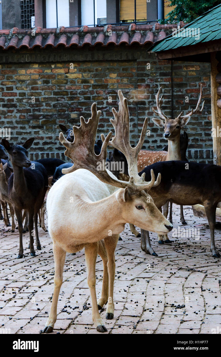 Asian deer hi-res stock photography and images - Alamy