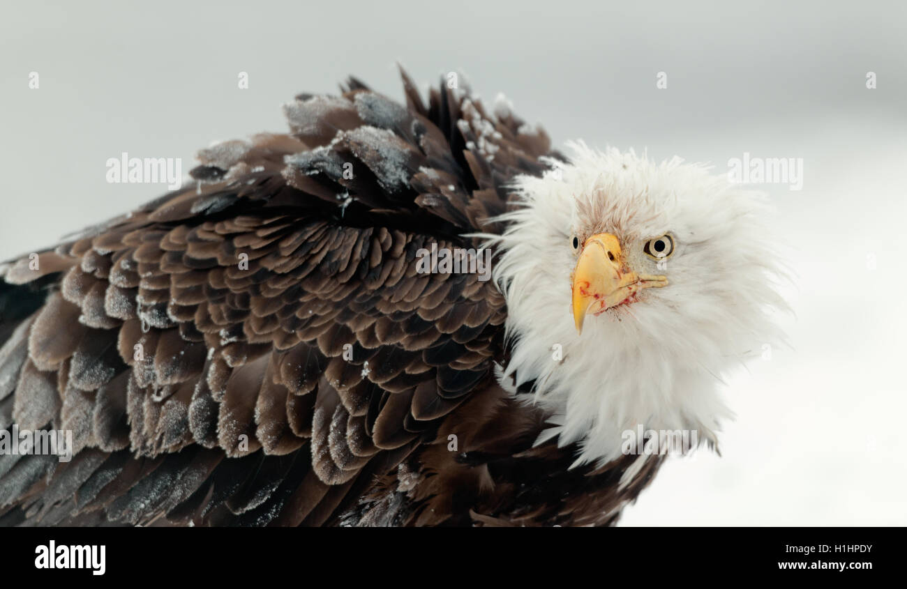 Close up Portrait of a Bald Eagle Stock Photo - Alamy