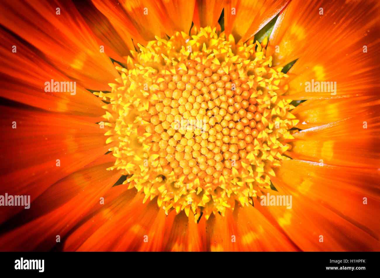 Pollen in macro Stock Photo - Alamy