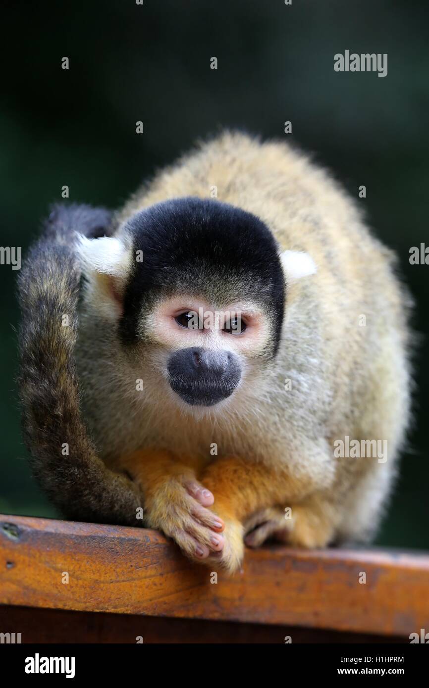 Tan monkey hi-res stock photography and images - Alamy